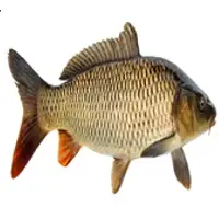 Rohu Fish by Jeelani Marine Products. Supplier from India. Product Id ...