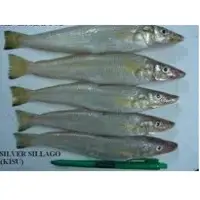 Silver Sillago Fish by Aaruran Traders. Supplier from India. Product Id ...