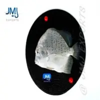 Sikel Fish by JMJ Exports. Supplier from India. Product Id 1004789.
