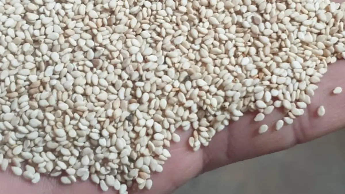 Blue Point Tradings - LLC. Supplier from United Arab Emirates. View ...