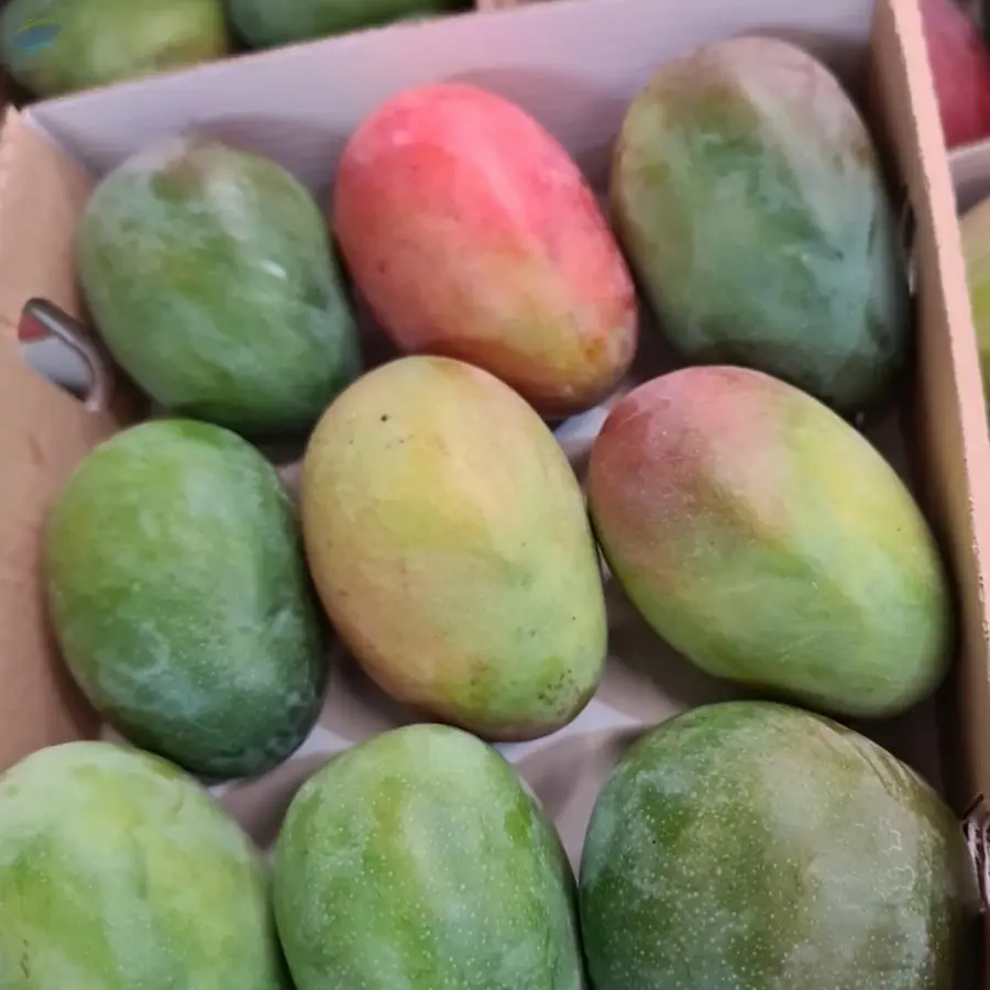Mango by Springfresh Growers And Exporters. Supplier from Kenya ...