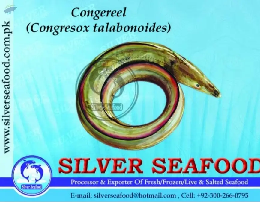 Frozen Eel, Eel Fish Fillets. Eel Fish Hgt by Silver Seafood. Supplier ...