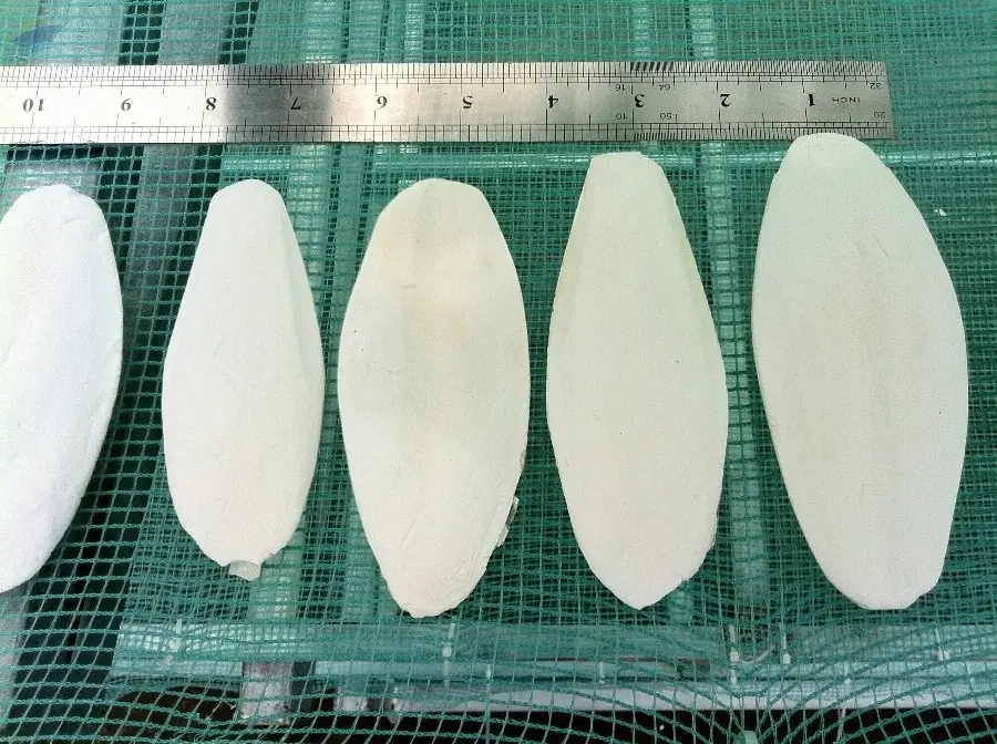 Dried Cuttlefish Bone by Huvy Export Import Co., Ltd.. Supplier from ...