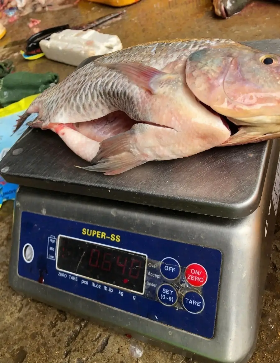 Frozen Gourami Fish by Huvy Export Import Co., Ltd.. Supplier from Viet ...