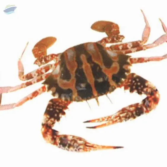 Indo-Pacific Crab by Alga International. Supplier from India. Product ...