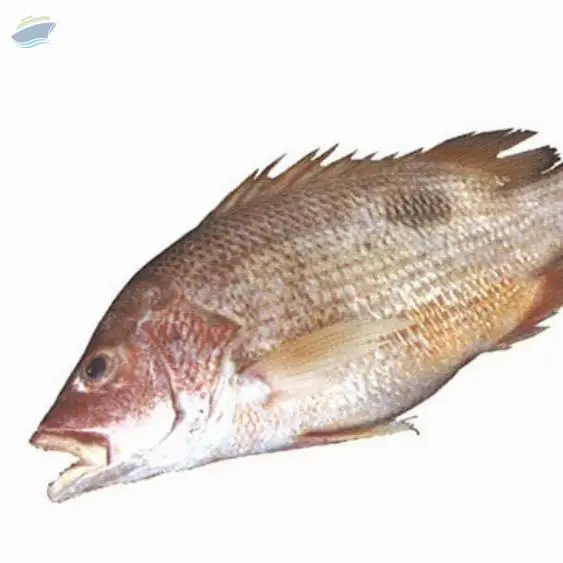 Black Spot Snapper by Alga International. Supplier from India. Product ...