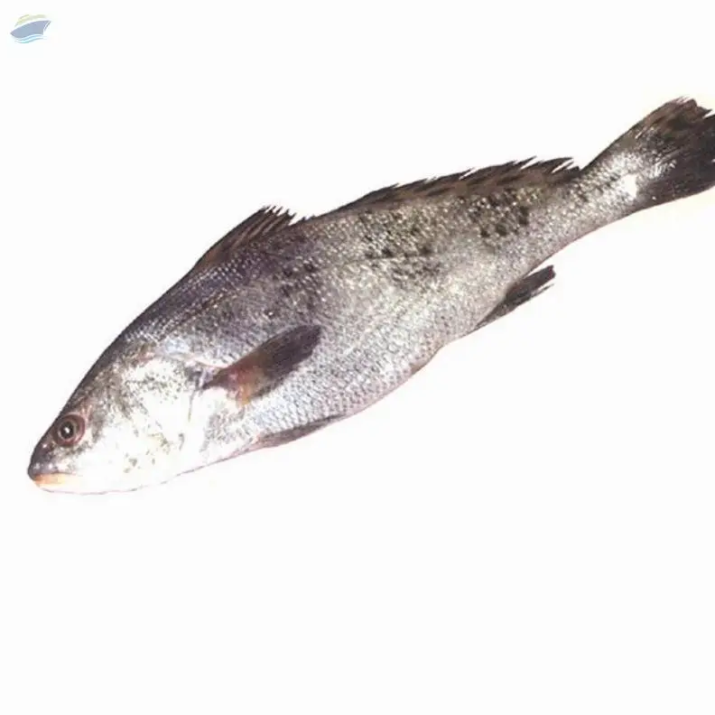 Spotted Croaker by Alga International. Supplier from India. Product Id ...