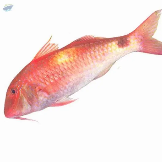 Indian Goat Fish by Alga International. Supplier from India. Product Id ...