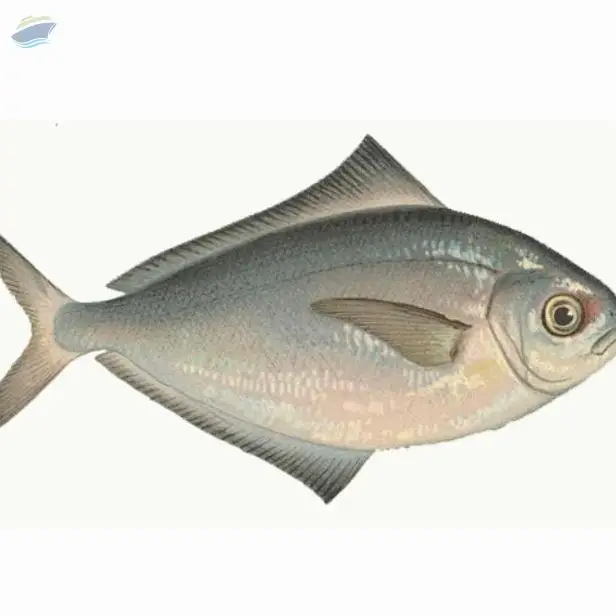 Butter Fish by Alga International. Supplier from India. Product Id 1311290.