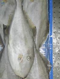 Frozen Leather Jacket Fish Whole And Hgt : Manufacturers, Suppliers ...