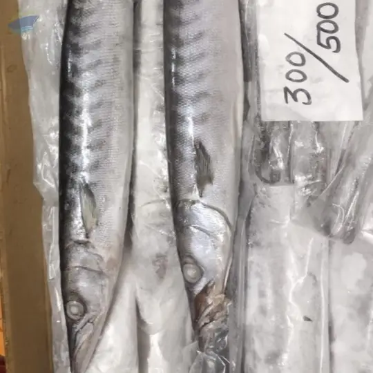 Frozen Barracuda Whole by Eseafood Exports. Supplier from India ...