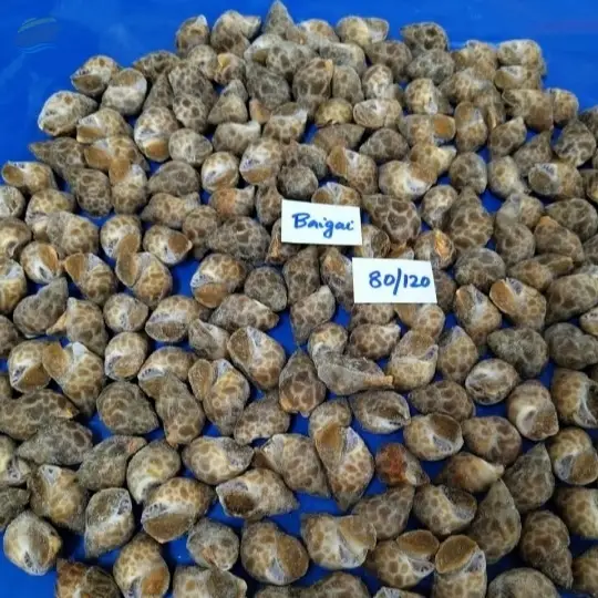 Frozen Baigai Whole by Eseafood Exports. Supplier from India. Product ...