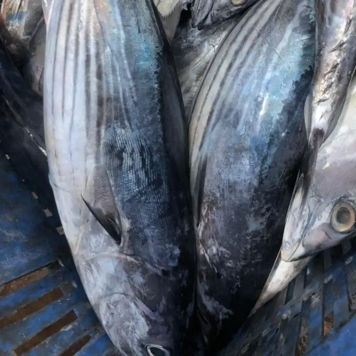 Frozen Skip Jack Tuna by Eseafood Exports. Supplier from India. Product ...
