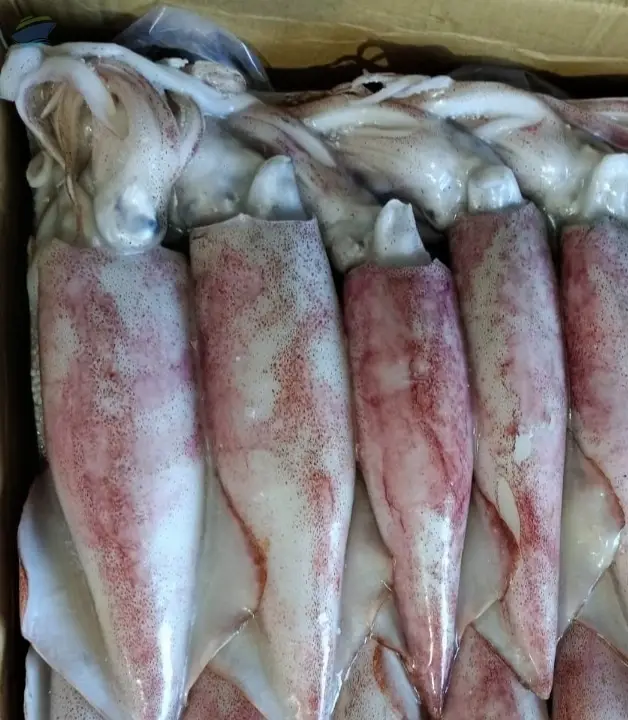 Frozen Loligo Squid Whole Round by Eseafood Exports. Supplier from ...