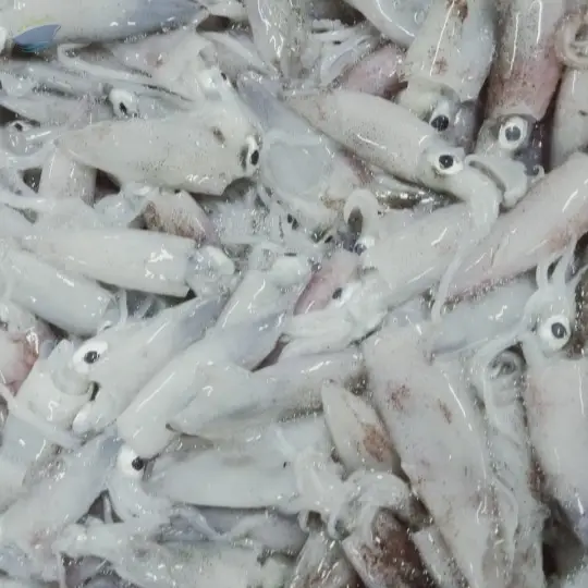 Needle Squid Whole by Eseafood Exports. Supplier from India. Product Id ...