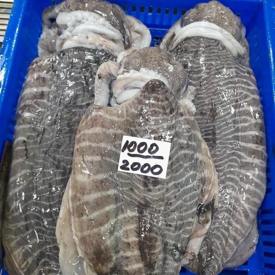 Cuttle Fish Whole Grade A by Eseafood Exports. Supplier from India ...