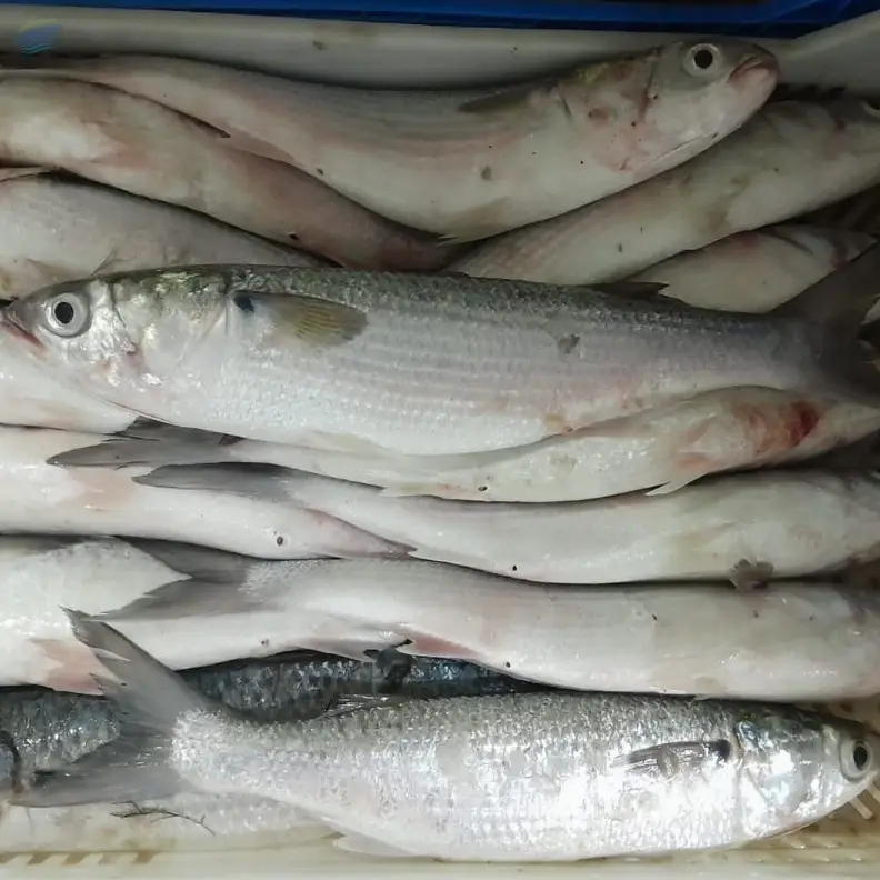 Grey Mullet Whole Round by Eseafood Exports. Supplier from India ...
