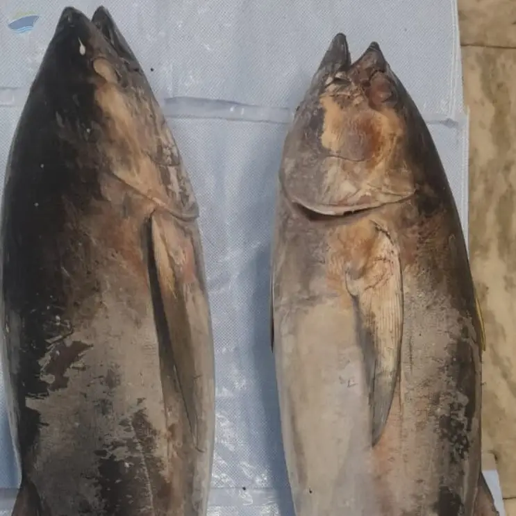 Yellowfin Tuna by Eseafood Exports. Supplier from India. Product Id 1700009.