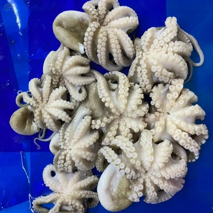 Octopus Short Arm Whole Cleaned by Eseafood Exports. Supplier from ...