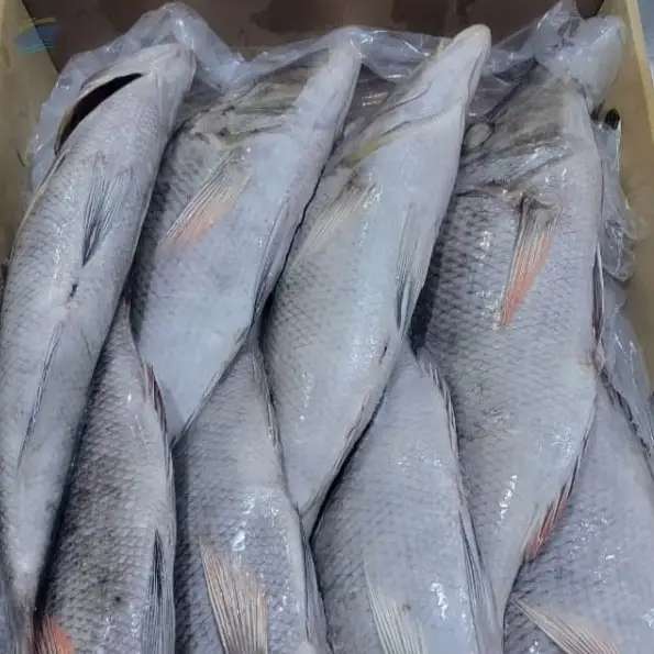 Emperor Fish Whole Round by Eseafood Exports. Supplier from India ...