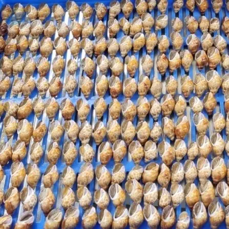 Baigai by Eseafood Exports. Supplier from India. Product Id 1745921.