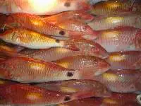 Mullet Gizzard : Manufacturers, Suppliers, Wholesalers and Exporters ...