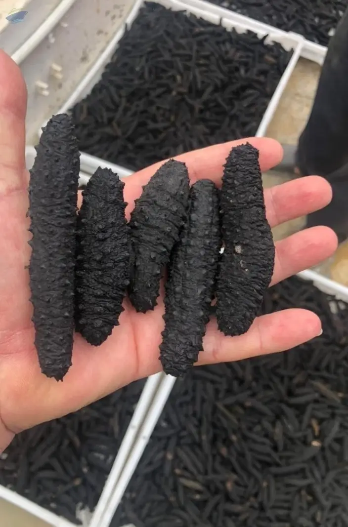 Dried Sea Cucumber by Team4 Trading SA. Supplier from Ecuador. Product ...