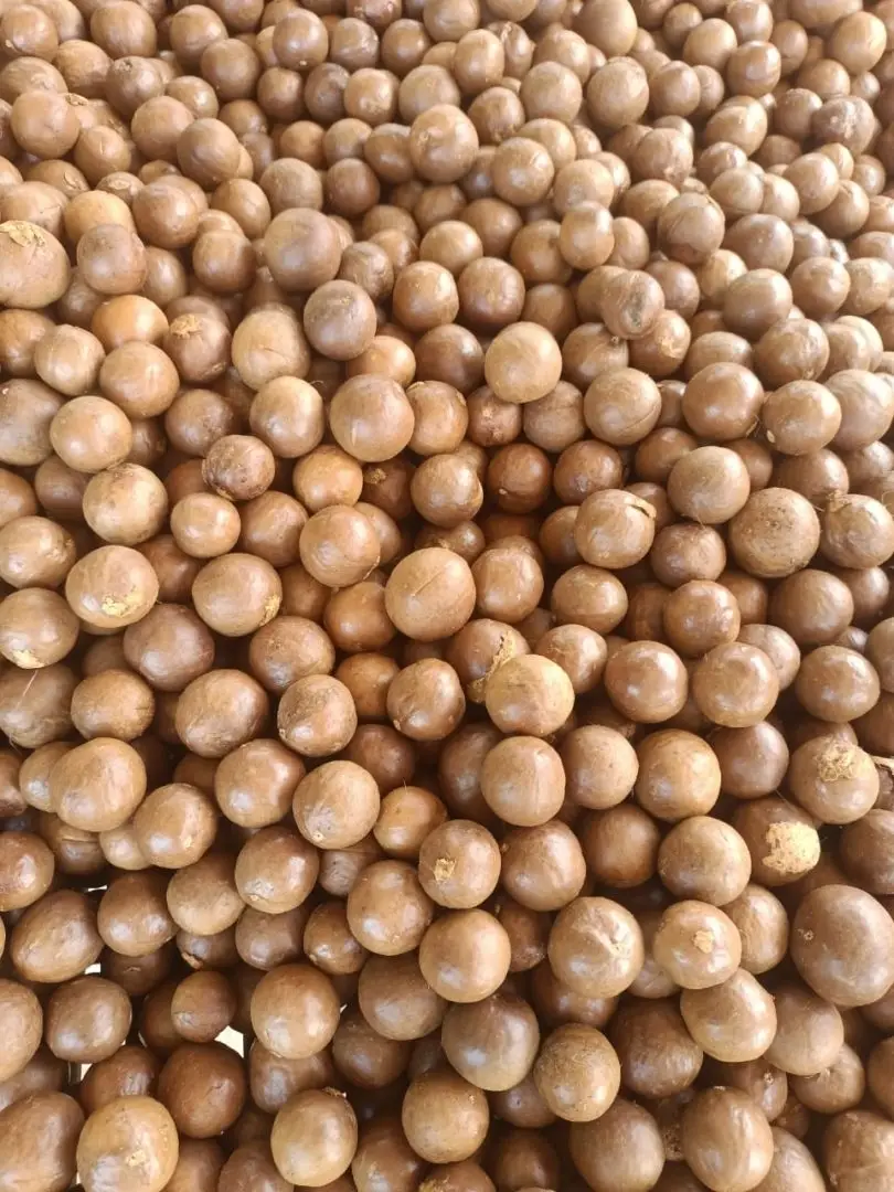Macadamia Nuts With Shell All Grade by Eternal East Africa Traders Ltd ...