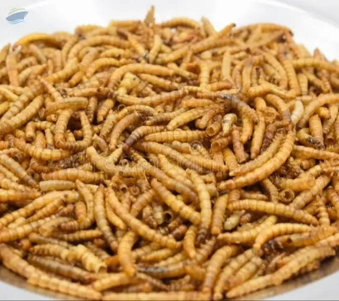 Dried Maggots For Birds And Aquarium Fish Feed by Happy Olla Enterprise ...