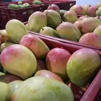 Iqf Kaew Mango by Hunghau Foods. Supplier from Viet Nam. Product Id ...