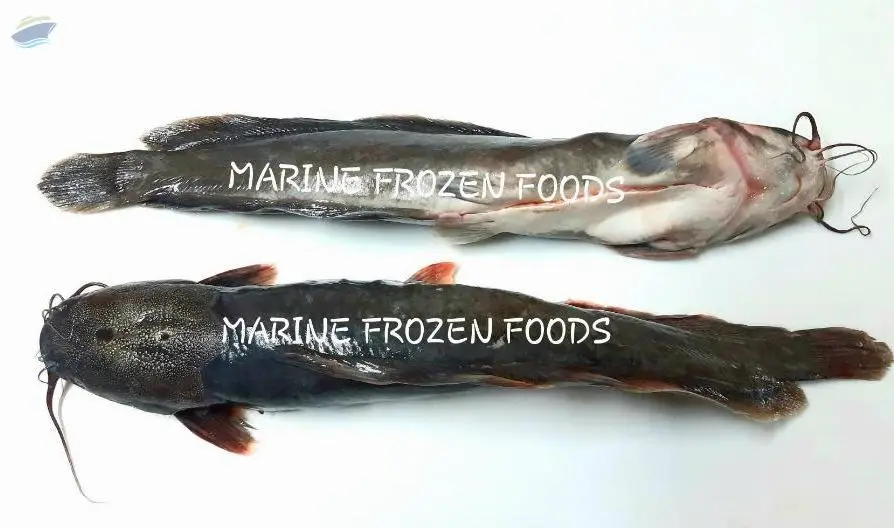 Magur/catfish by Marine Frozen Foods Co., Ltd. Supplier from Thailand ...