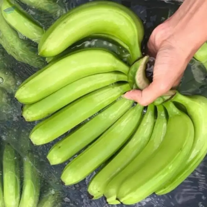 Fresh Cavendish Banana by Tanis Imex Co. Ltd. Supplier from Viet Nam ...