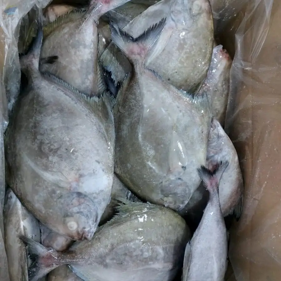 Vietnam Frozen Black Pomfret by Tanis Imex Co. Ltd. Supplier from Viet ...