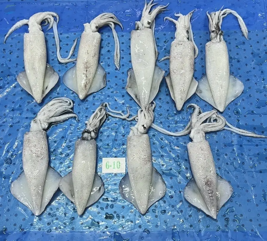Loligo Squid A Grade Whole Round Block Frozen by Evergreen Exports ...