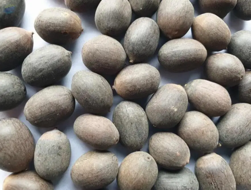 Black Lotus Seed by Baria Agro. Supplier from Viet Nam. Product Id 1489022.