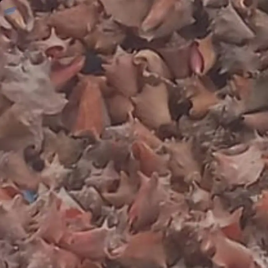 Queen Conch Shells by Bahamas Shell Co.. Supplier from Nicaragua ...
