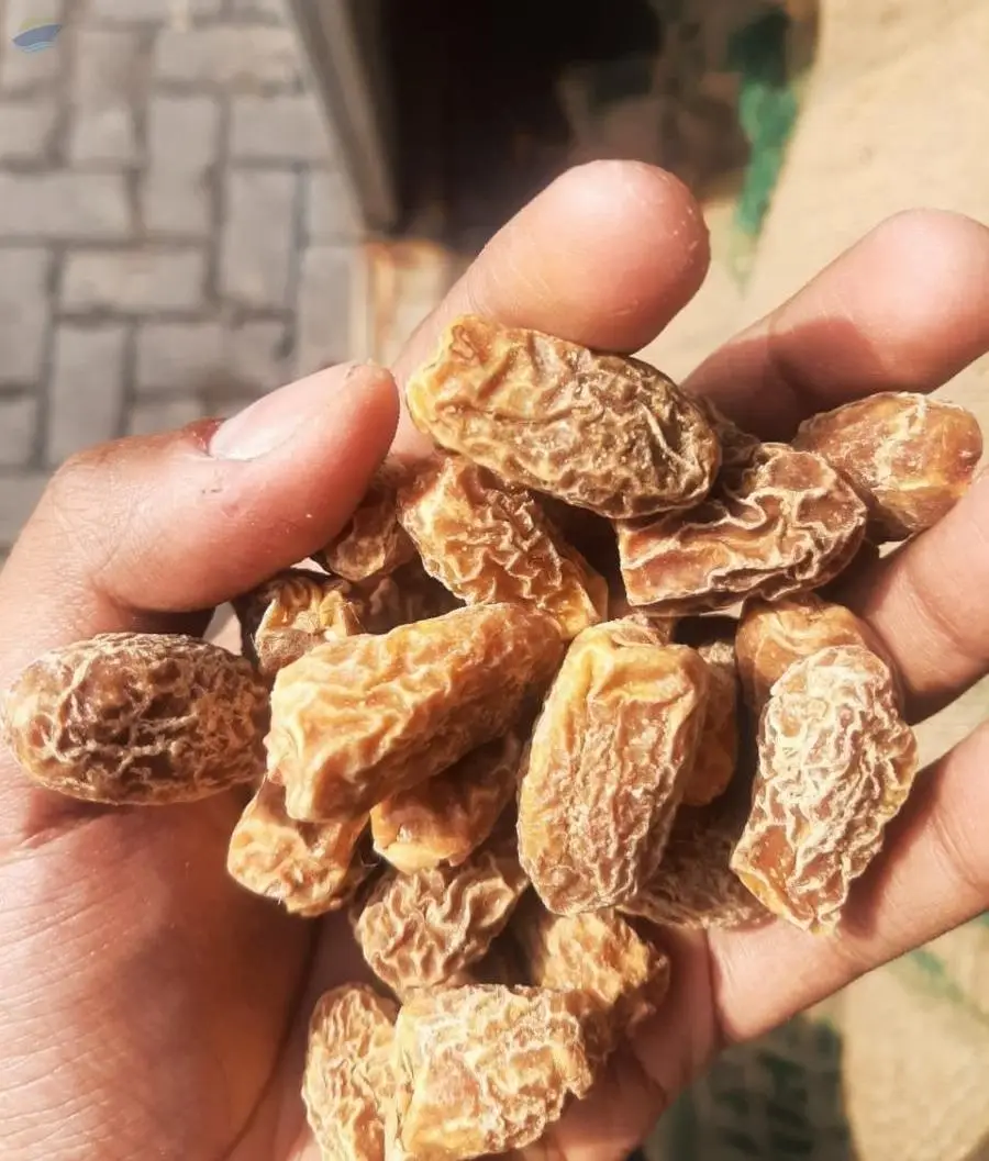 Dry Dates Export Quality by Aditya Consultant. Supplier from India ...