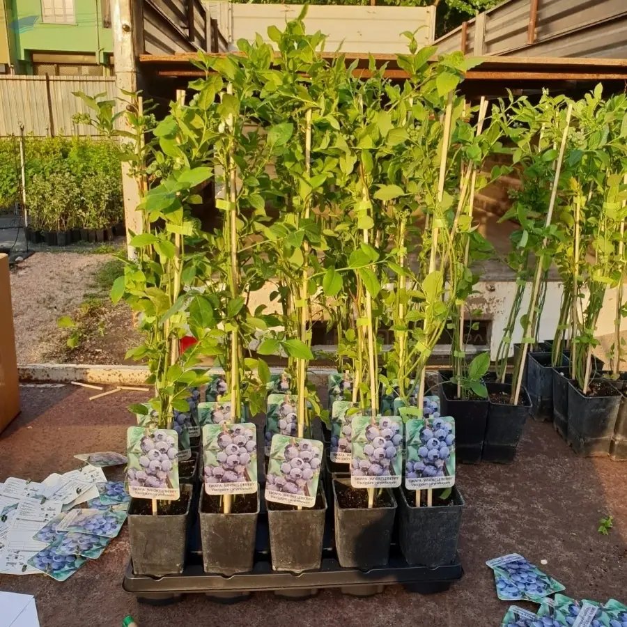 Grafted, Certificated Blueberry Sapling Seedling by Oz Kocak Tekstil ...