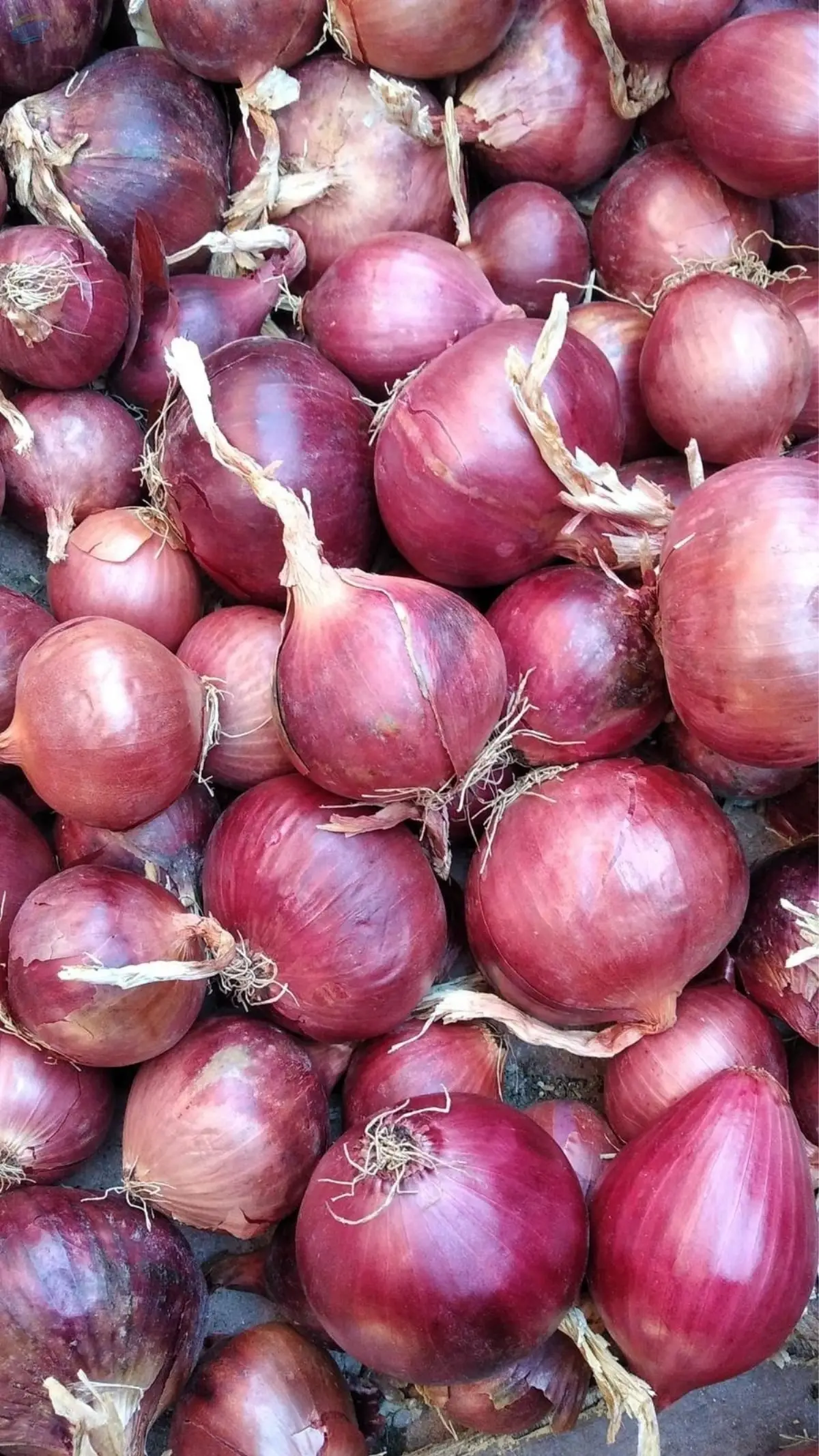 Red Purple Onions By Kubat Dis Ticaret Limited Sirketi Supplier From red-purple-onions-by-kubat-dis-ticaret-limited-sirketi-supplier-from