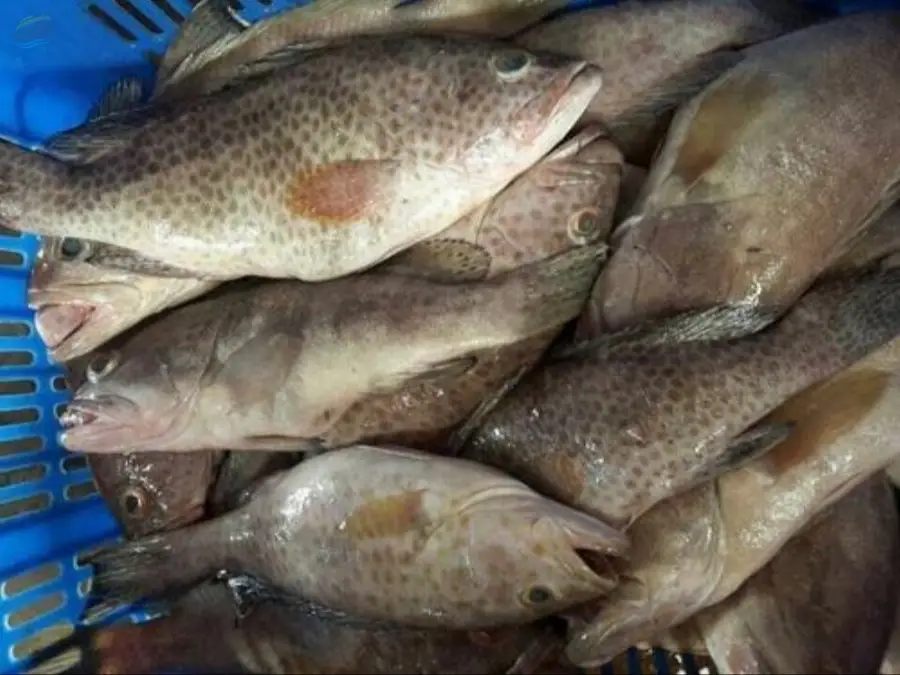 Brown Spotted Grouper Fish by V.K. Enterprises. Supplier from India ...