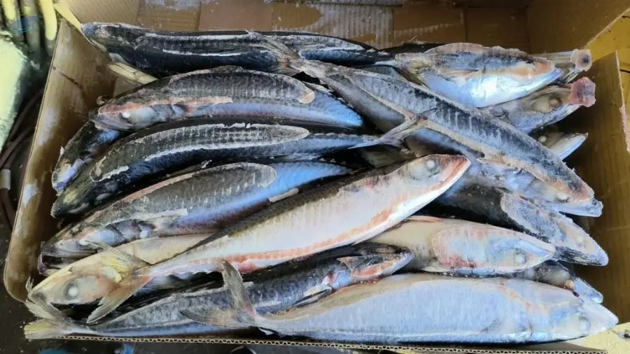 Frozen Wr Mackerel by Oceana Interfood. Supplier from Morocco. Product ...