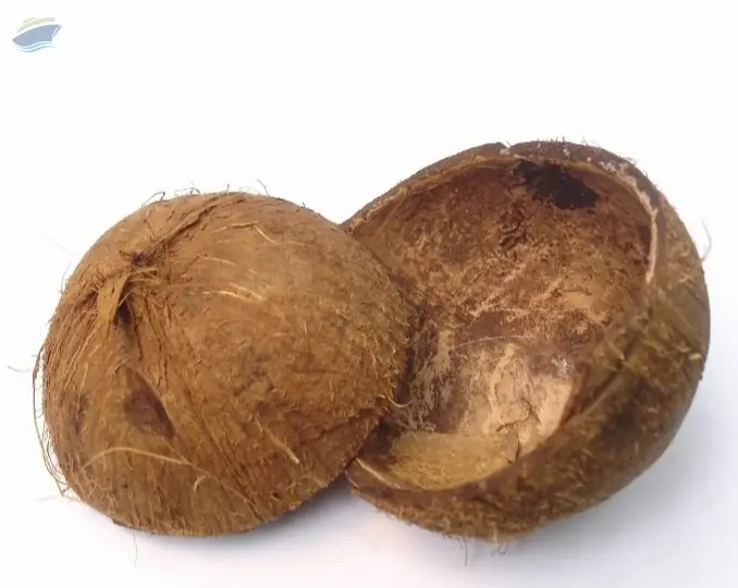 Coconut Shells by Zignsire Technologies Private Limited. Supplier from ...