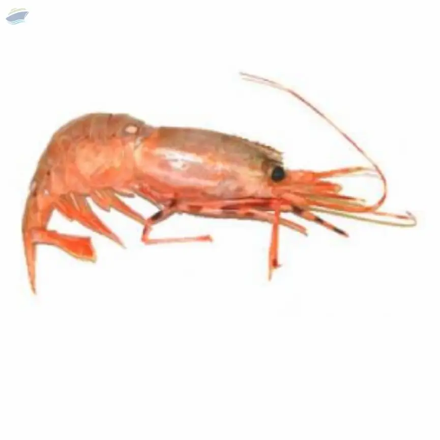 Deep Sea Prawn by Modern Homes For Information Technology. Supplier ...