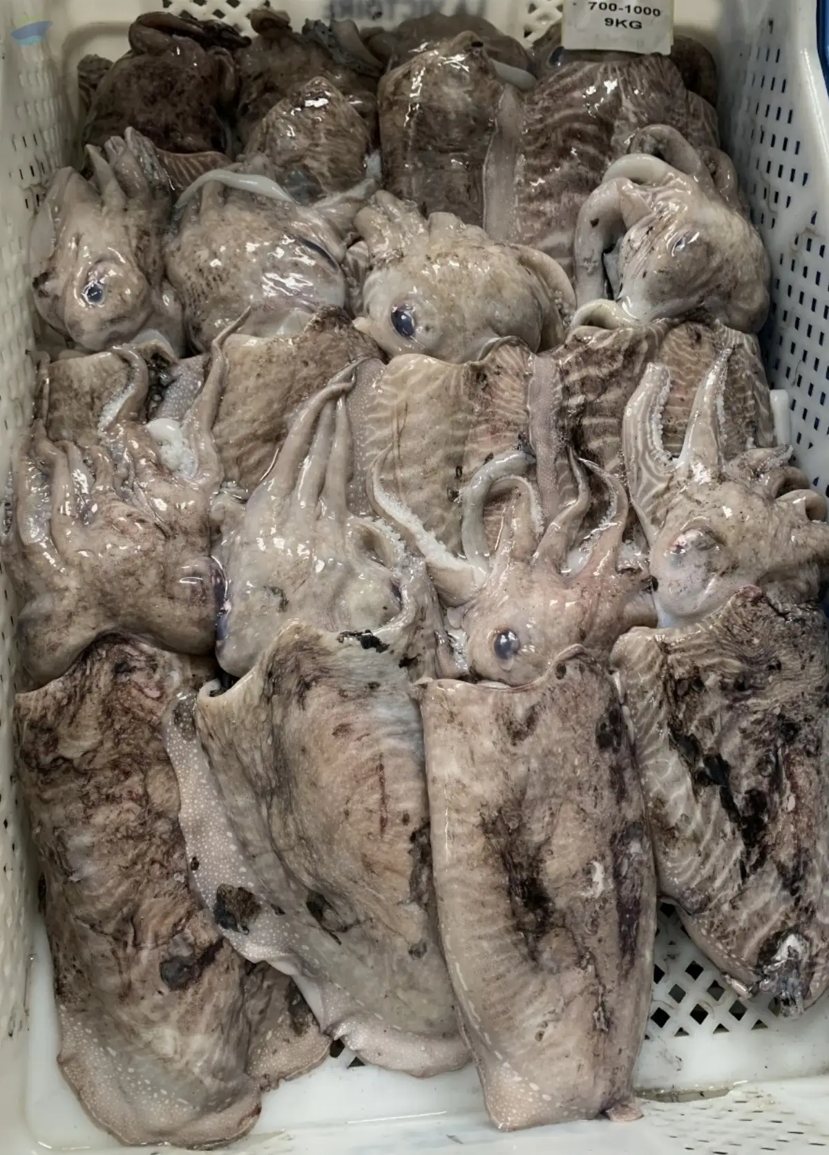 Cuttlefish by La Victoire Fish. Supplier from Morocco. Product Id 1635534.