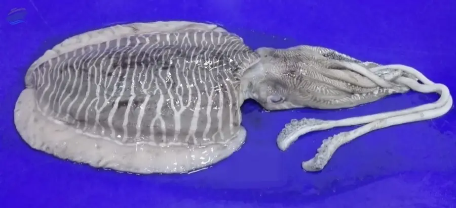 Frozen Cuttlefish Whole by Aiza Seafood. Supplier from India. Product ...
