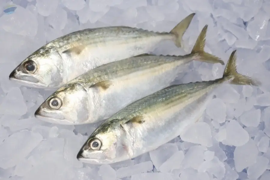 Indian Mackerel by Aiza Seafood. Supplier from India. Product Id 1559627.