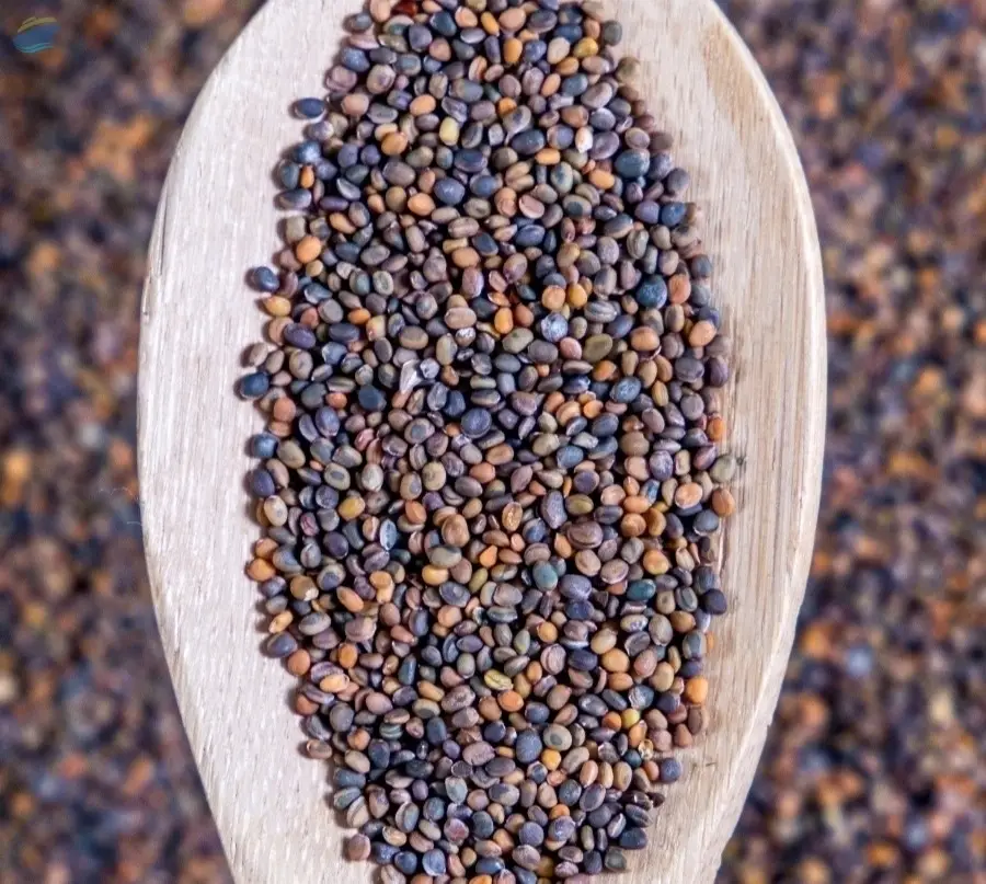 Egyptian Arugula Seeds For Planting by Herbseic. Supplier from Egypt ...