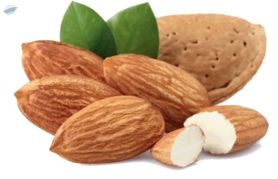 Almond Nuts by Ashoftehpour Goods Wholesaler Co.. Supplier from United ...