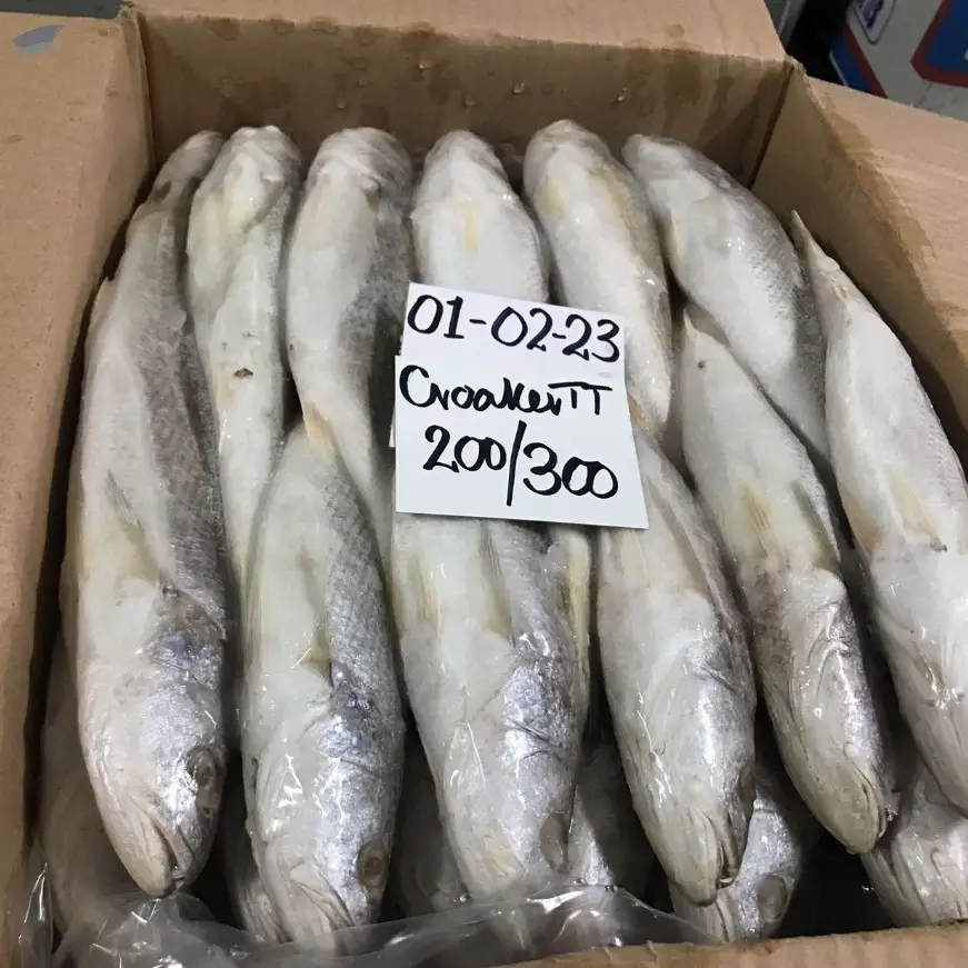 Frozen Silver Croaker Fish by Maritime Fisheries. Supplier from ...