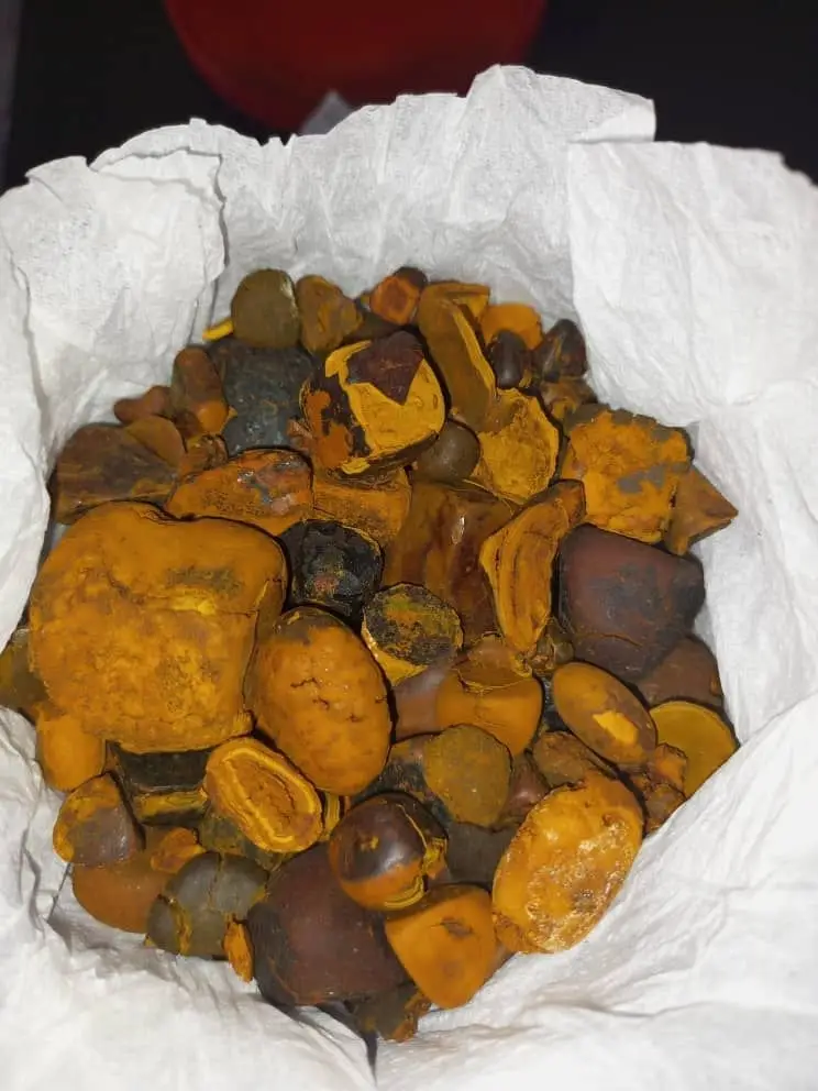 Cow Gallstones by G Oliveira & C Santos Lda. Supplier from Portugal ...